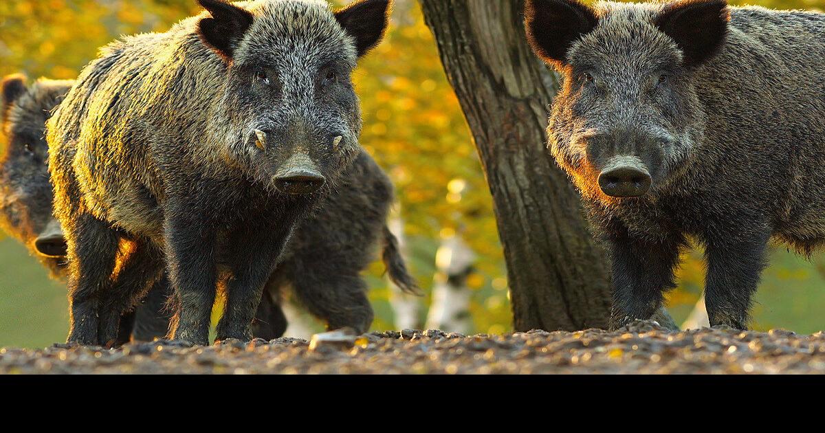 Feral hogs, coyotes among invasive species that plague SC | Greenville ...