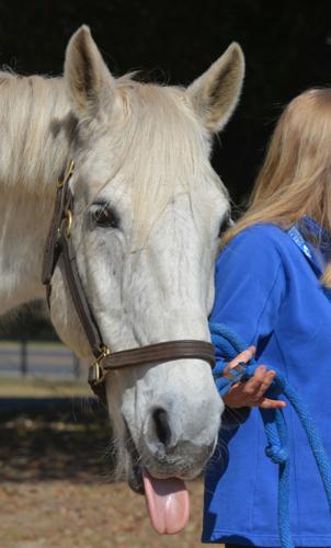 Aiken Mayor Teddy Milner meets Teddy the horse