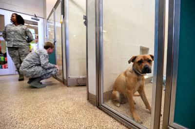 Charleston-area animal shelters face 'unprecedented times' during SC ...
