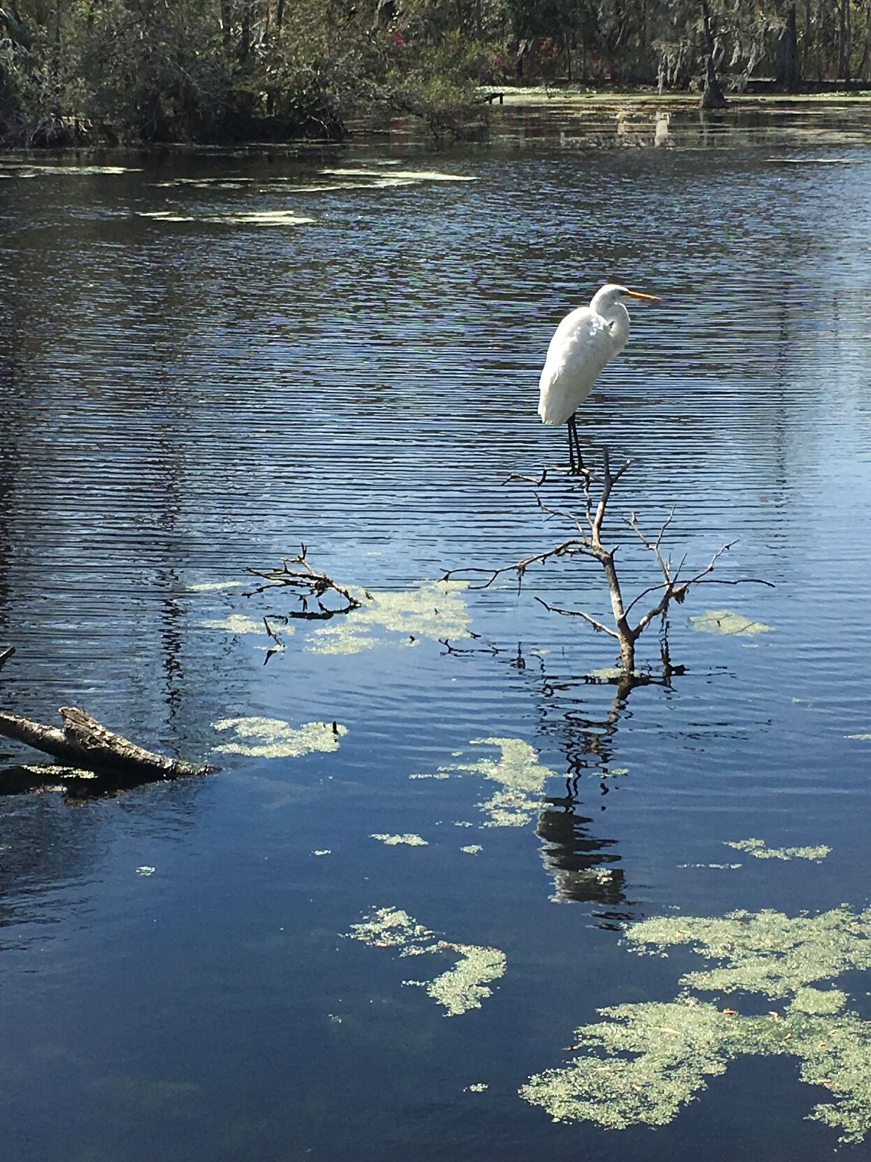 Reader photos: Marsh Birds