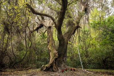 2 brothers among 4 dead in car crash James Island