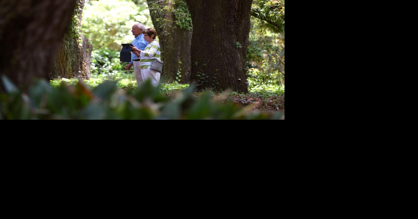 Study: Aiken's trees worth more than $130M