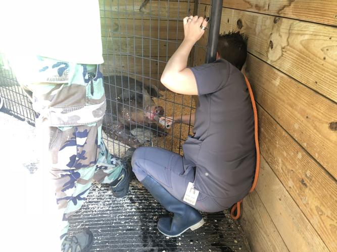 Injured 500-pound pig Babe looks 'a little brighter' after tumbling ...