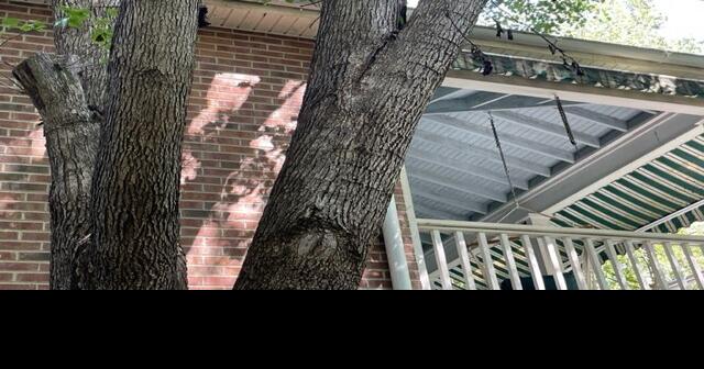 Horticulture Hotline: Tree splitting and vitamins for your lawn ...