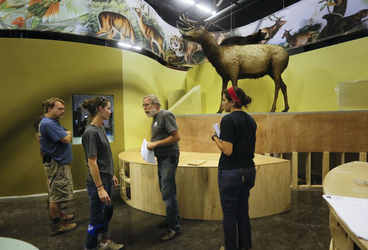 Charleston Museum to reopen fully renovated natural history exhibit