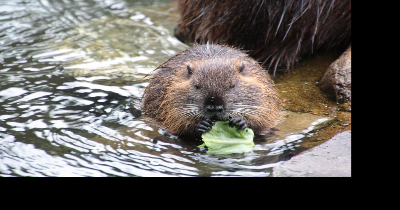 Gnawing problem: Why Charleston is evicting a beaver from West Ashley ...