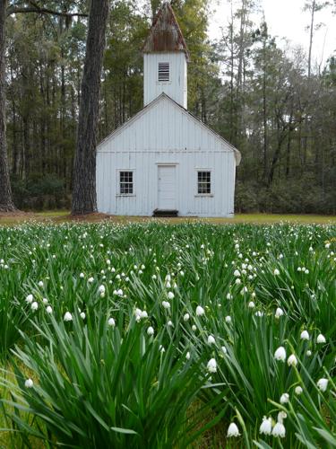 Hobcaw Barony, now a rich South Carolina coastal research site ...