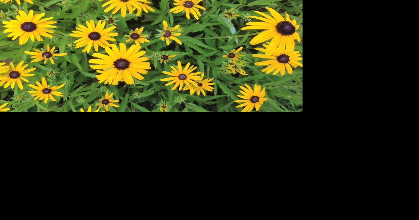 10 tough flowering perennials that stand the test of time