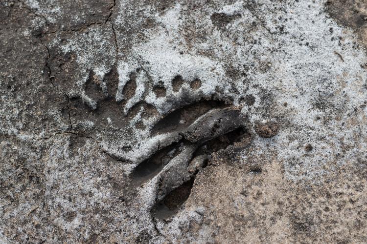 Photos: 2,700 acres of former Chelsea Plantation preserved