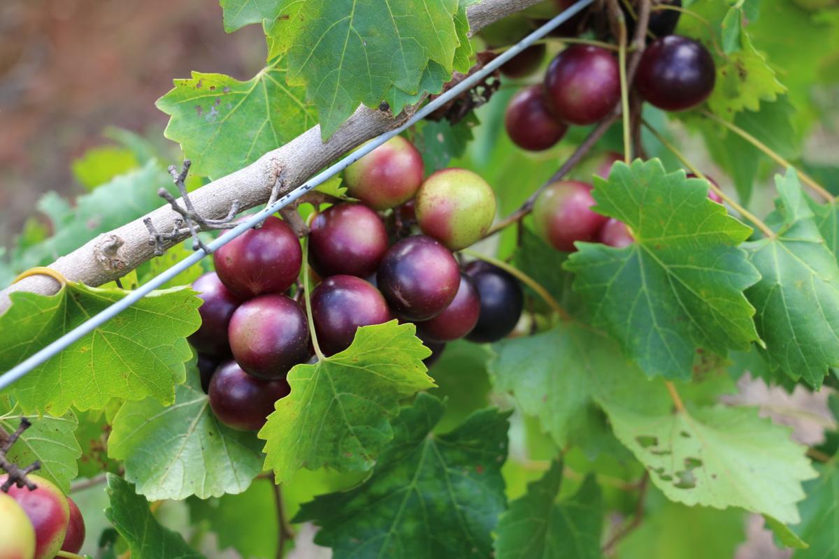 Muscadine is one tough grape for the South | Features | postandcourier.com