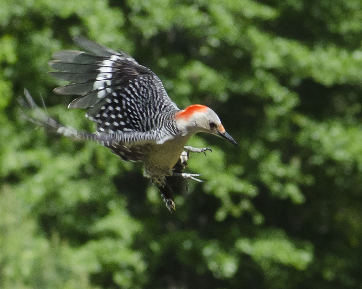 Reader photos: Backyard Birds | Your Photos | postandcourier.com