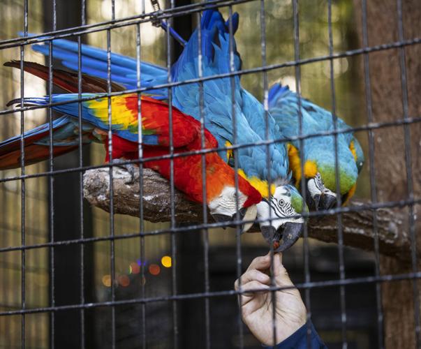 Bee City Zoo in Cottageville offers unique animal encounters