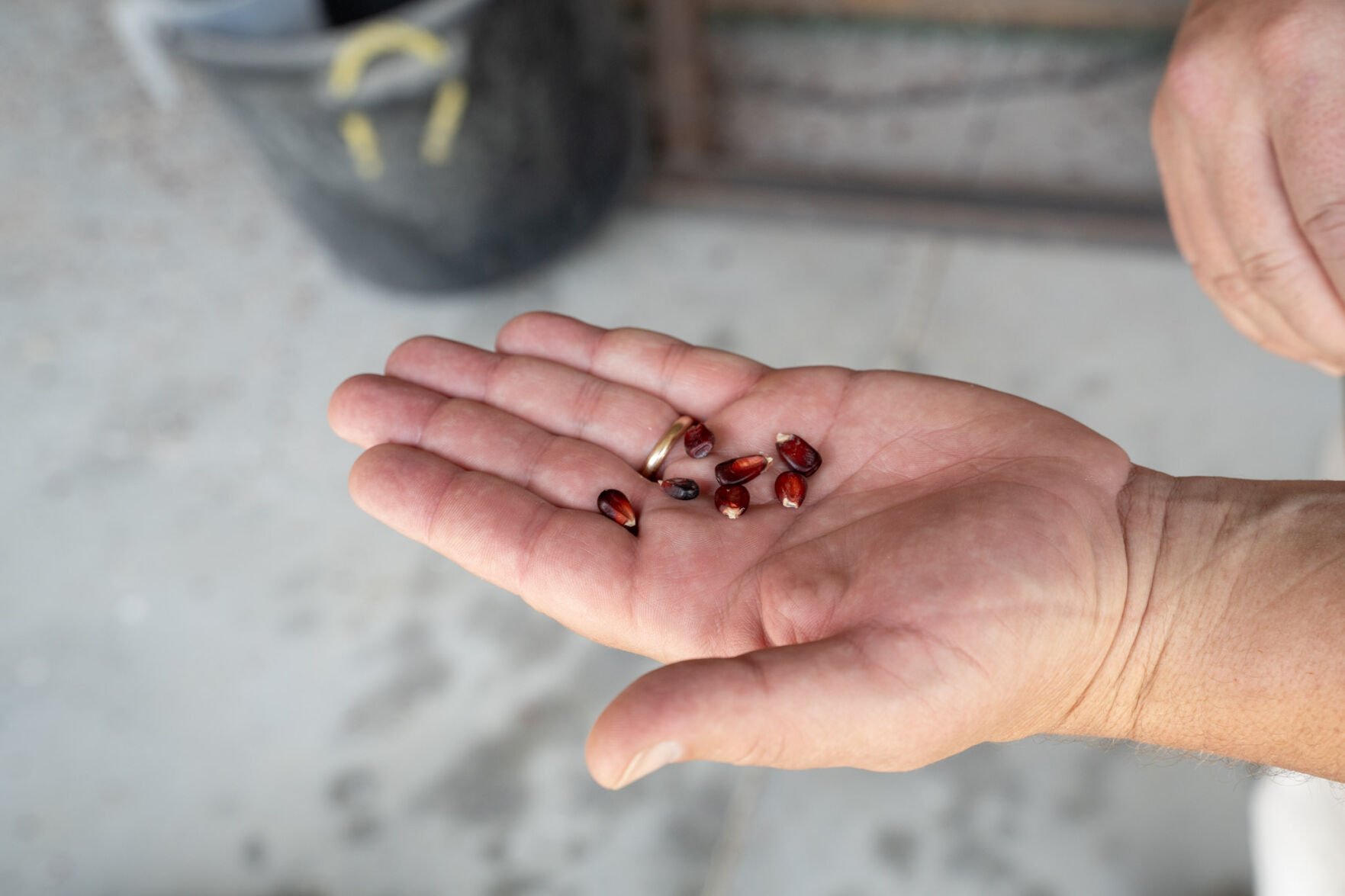 High Wire Distilling makes whiskey with an heirloom SC corn