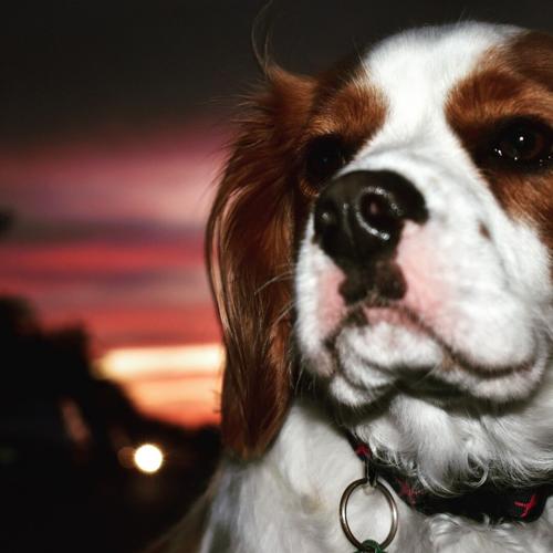 Reader photos: Dogs
