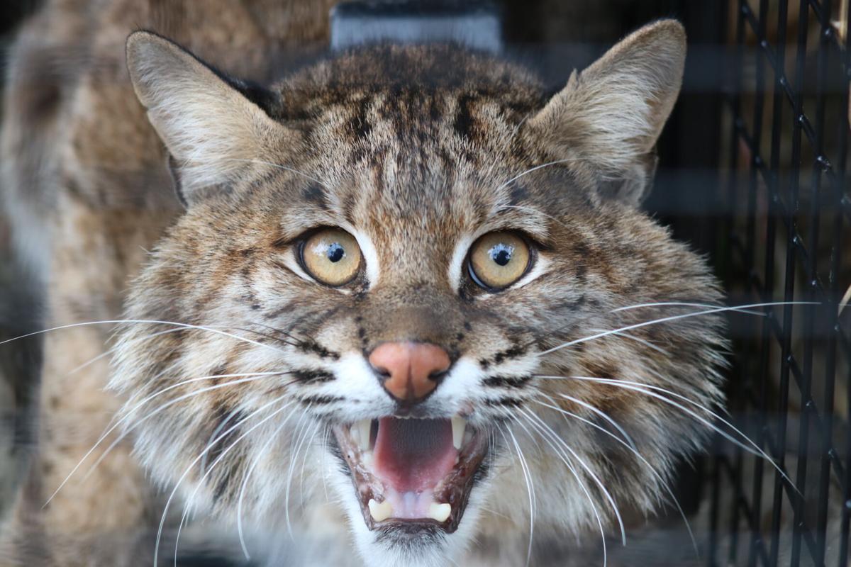 are bobcat aggressive