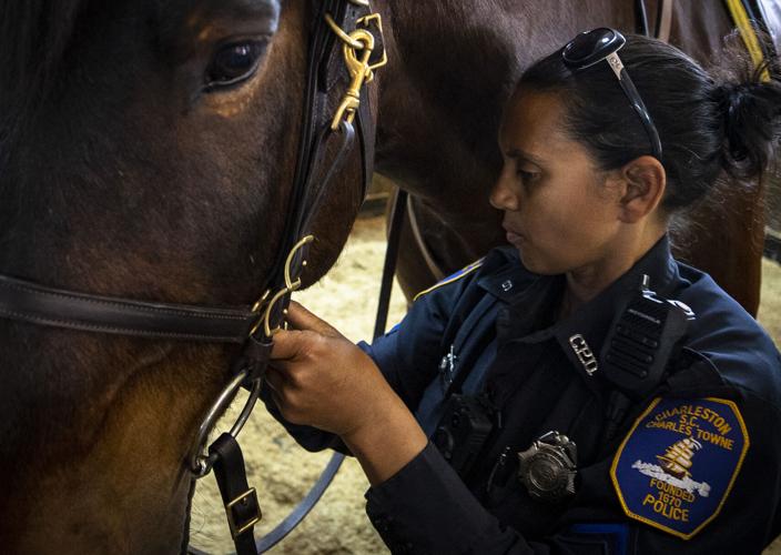 Two horses to join Charleston police's mounted patrol unit