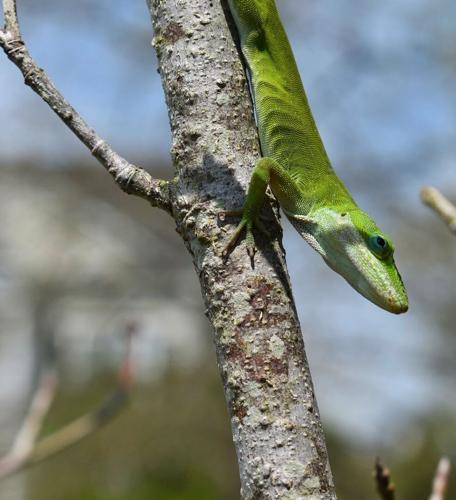 Reader photos: Green | Features | postandcourier.com
