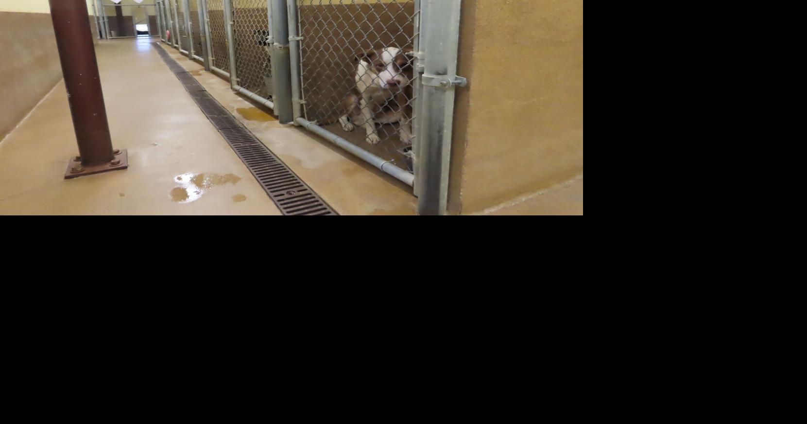 Florence Area Humane Society receives grant from Petco Love