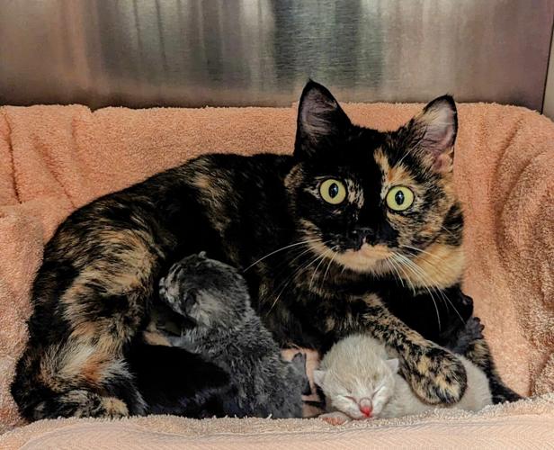 ANIMAL CONNECTION: SPCA Albrecht Center needs foster families, adopters ...