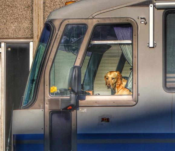 Reader photos: Dogs