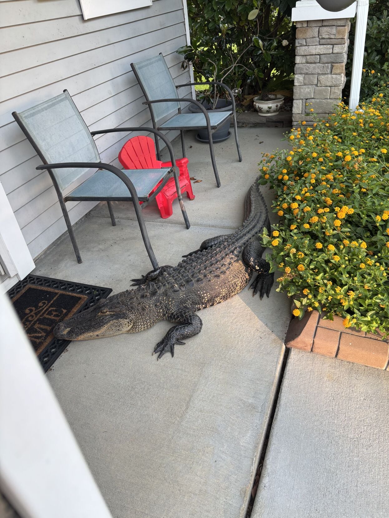 2 alligators make themselves at home on SC porches