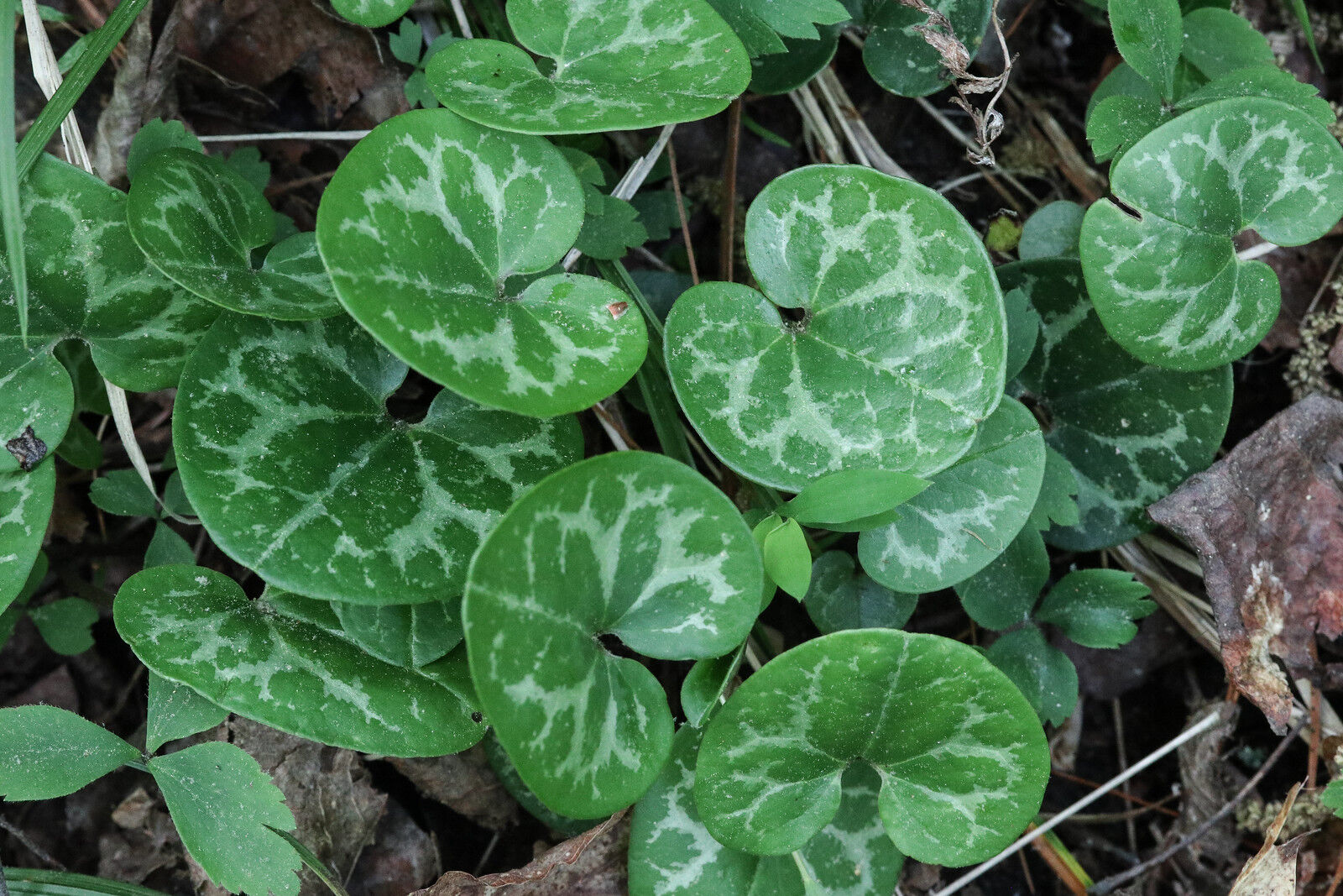 Preservationists say dwarf-flowered heartleaf in danger