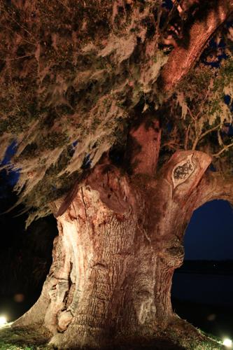 Middleton Place's new event illuminates historic gardens