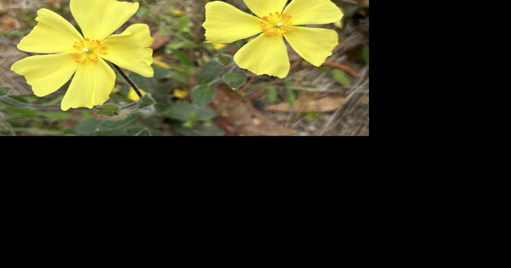 Can you correctly identify this week's mystery plant?