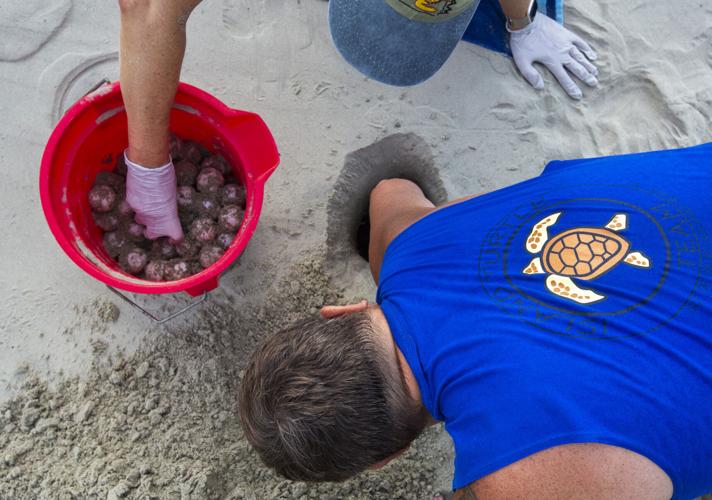 SC loggerhead sea turtle nests increase through conservationists help