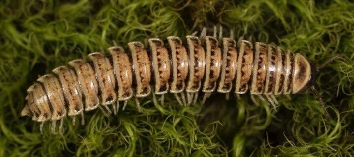 A new species of millipede discovered at Charleston County park