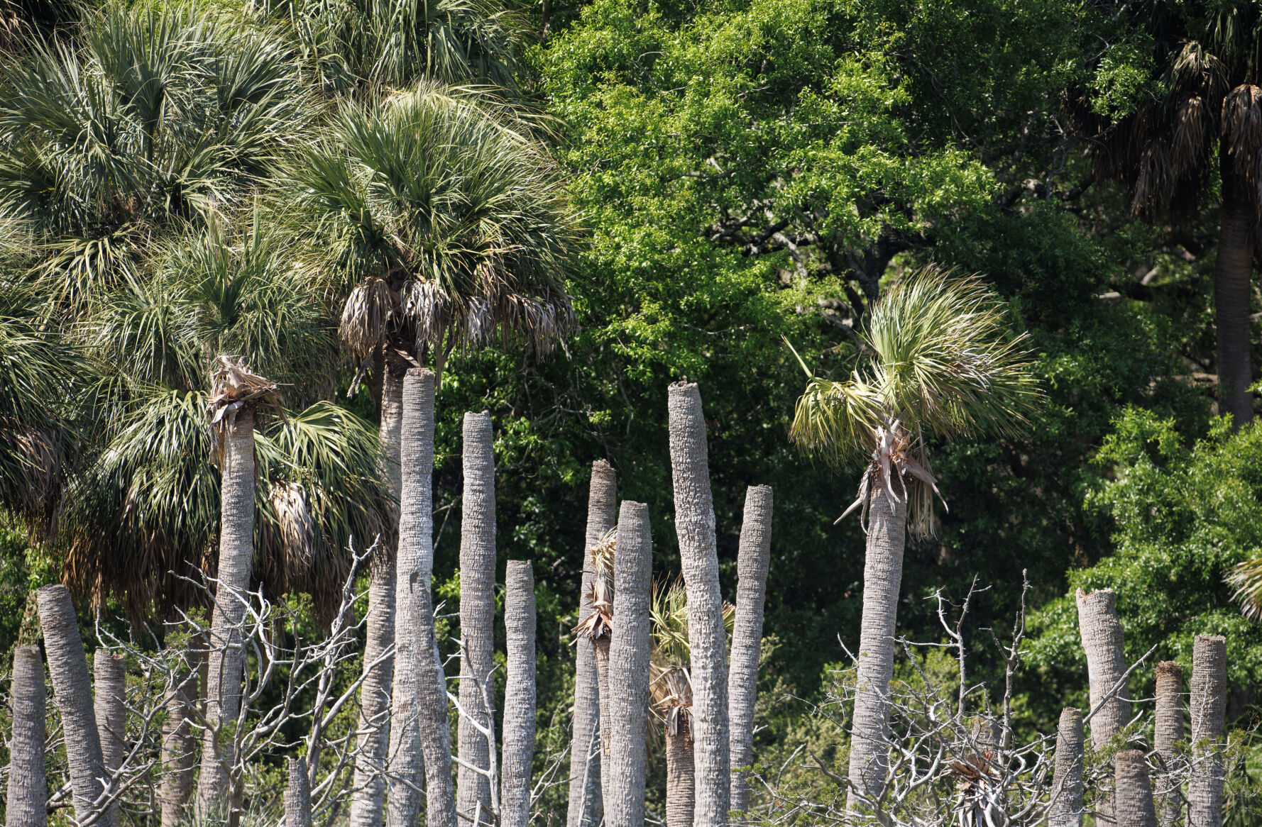 SC Morgan Island houses rhesus monkeys used in research