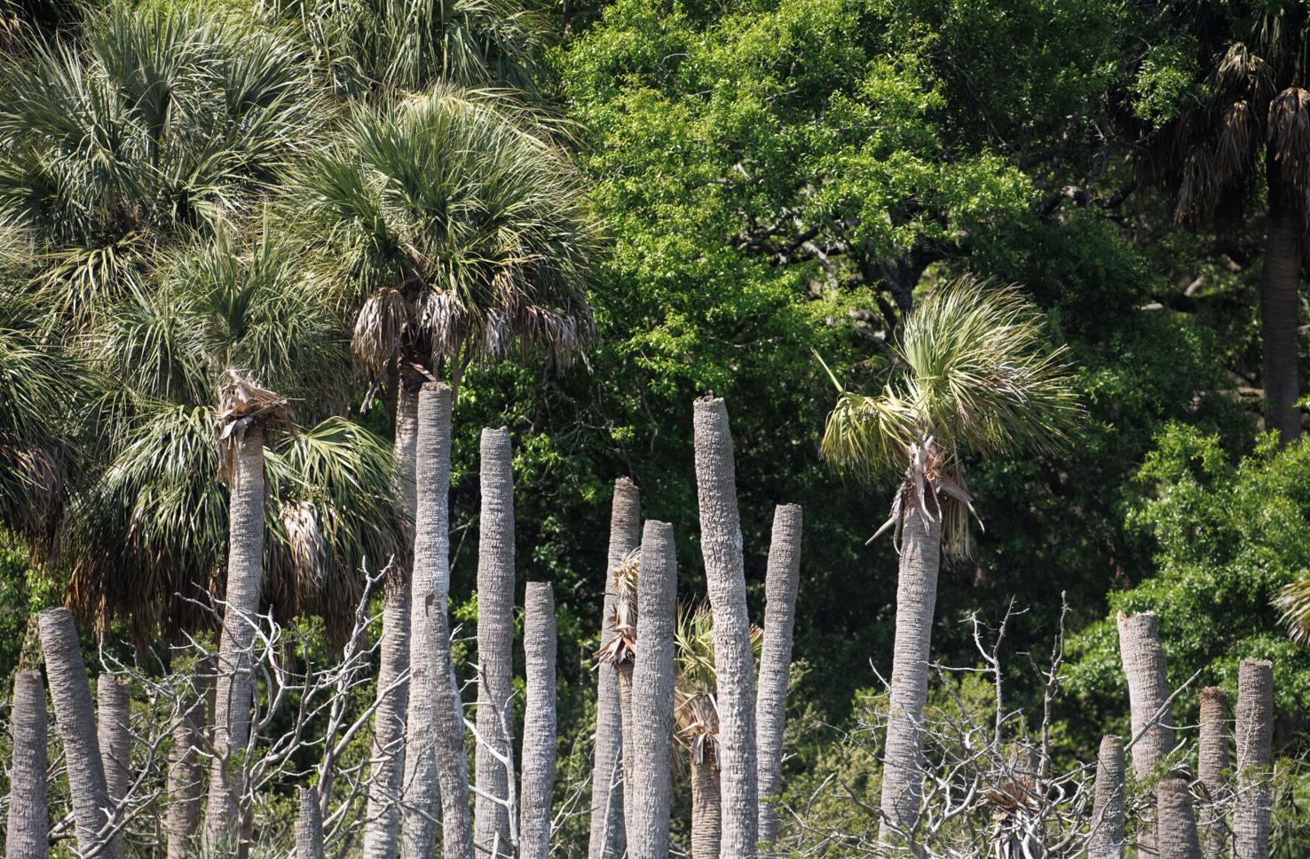 Morgan Island SC may be damaged by monkey, primate colony