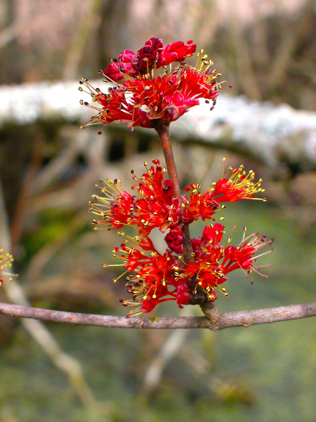 BOMMER'S BEES: Packaged bees begin to arrive as red maple starts to bloom