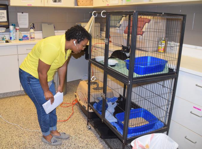 SPCA Albrecht Center in Aiken caring for cat evacuees from Southwest ...