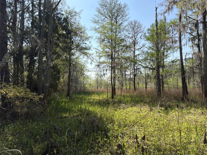 McClellanville conservation easements protect 1,440 acres