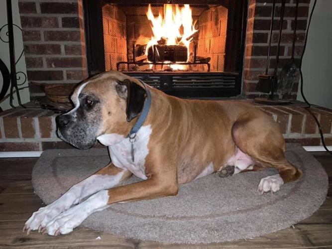 ECOVIEWS: Who are your animal heroes and villains? | Features ...