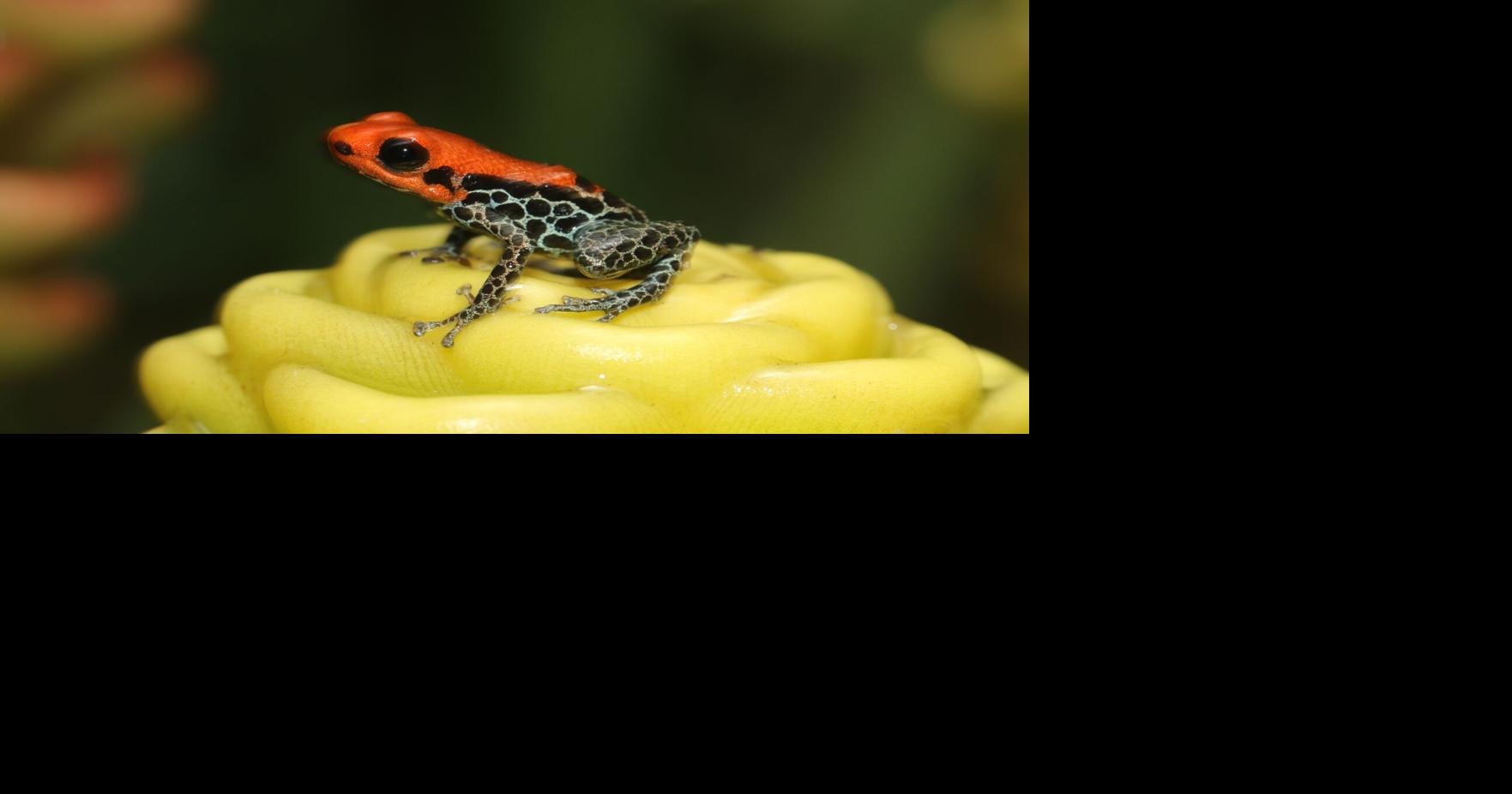 ECOVIEWS: How do prey animals protect themselves from predators?