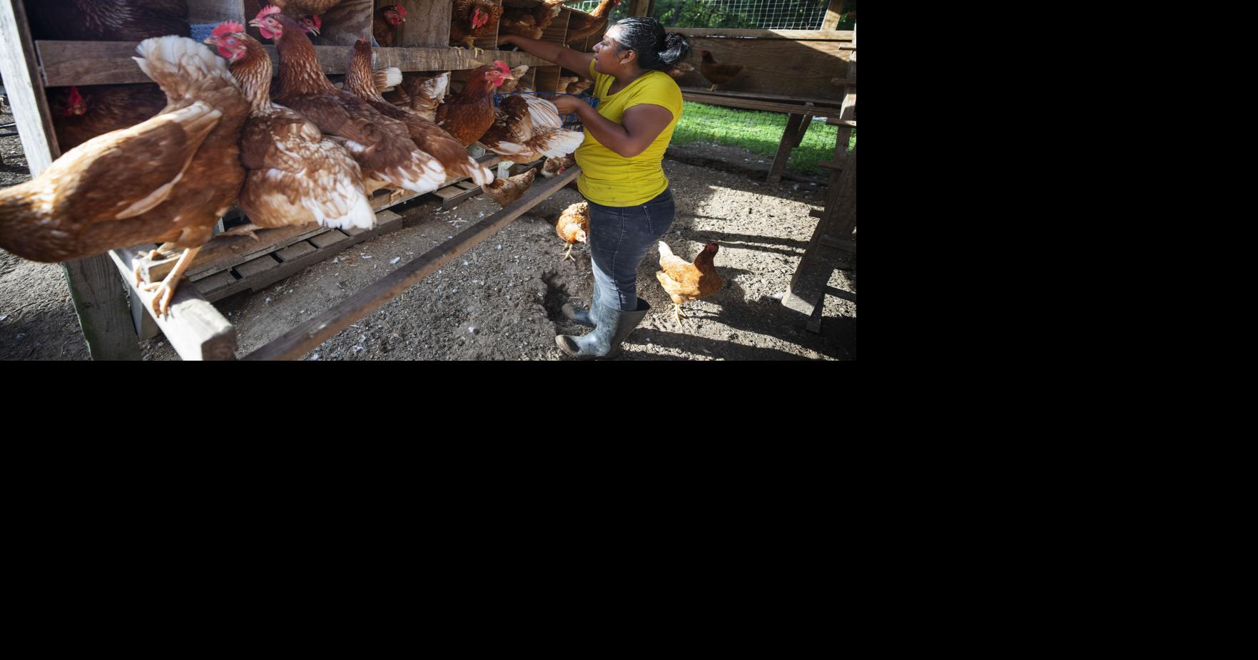 Lowcountry experts give advice on getting into raising chickens during ...
