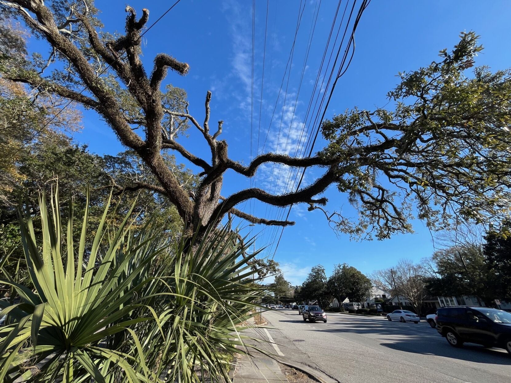 Dominion trims Charleston trees to accommodate power lines