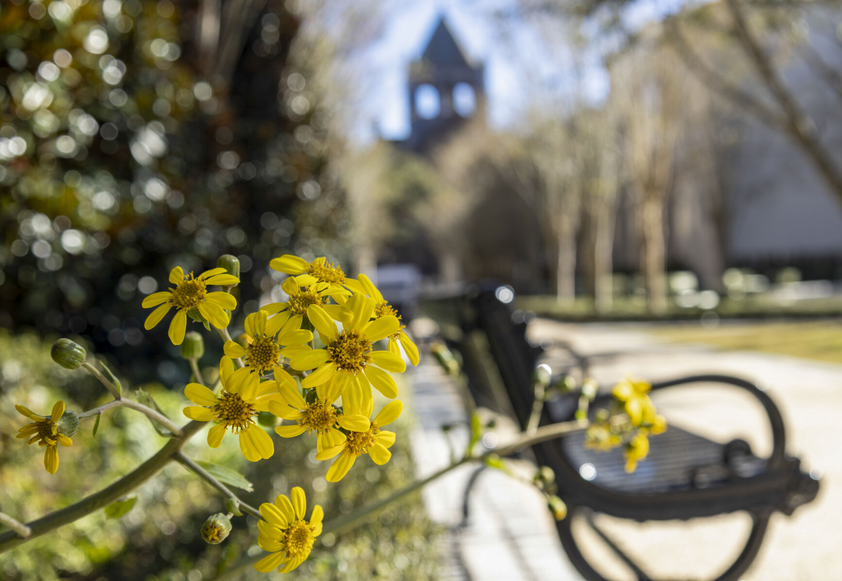 Formerly a parking lot, new Charleston park opens to public