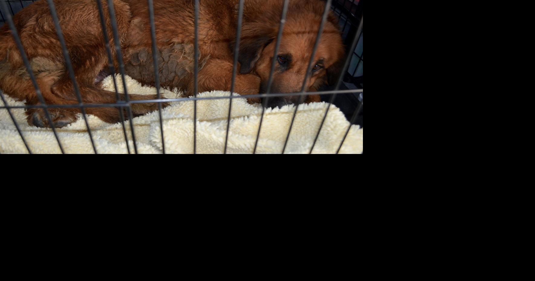 Local dog breeder gets fine for nuisance charge