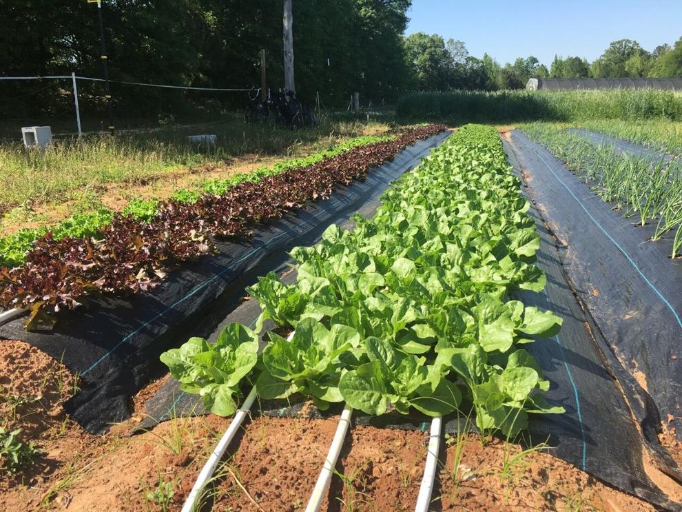 New Upstate food hub Fenway's Farmacy connects local farms to the community