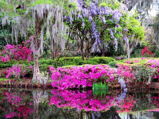Reader photos: In Bloom | Features | postandcourier.com
