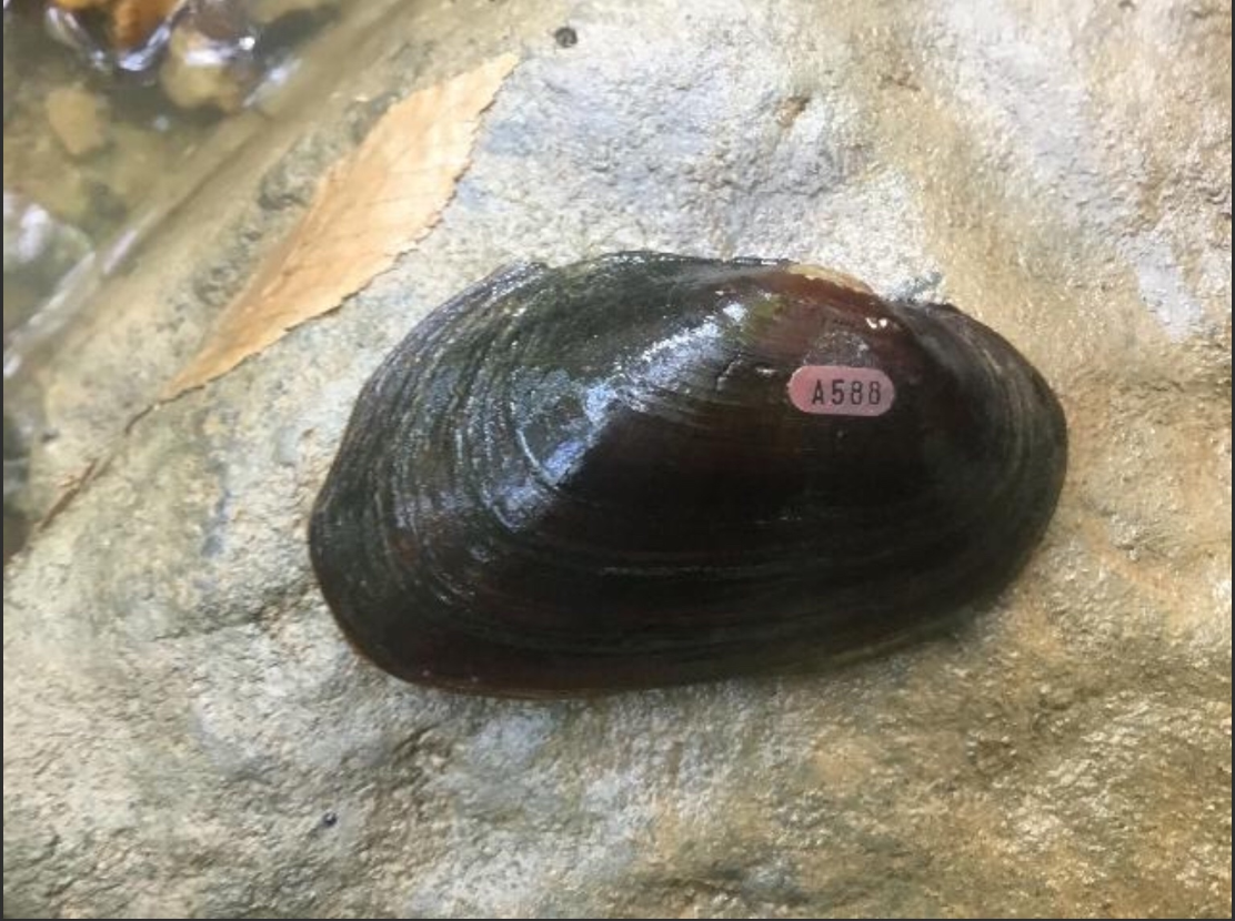 SC wants to help restore populations of endangered Carolina ...