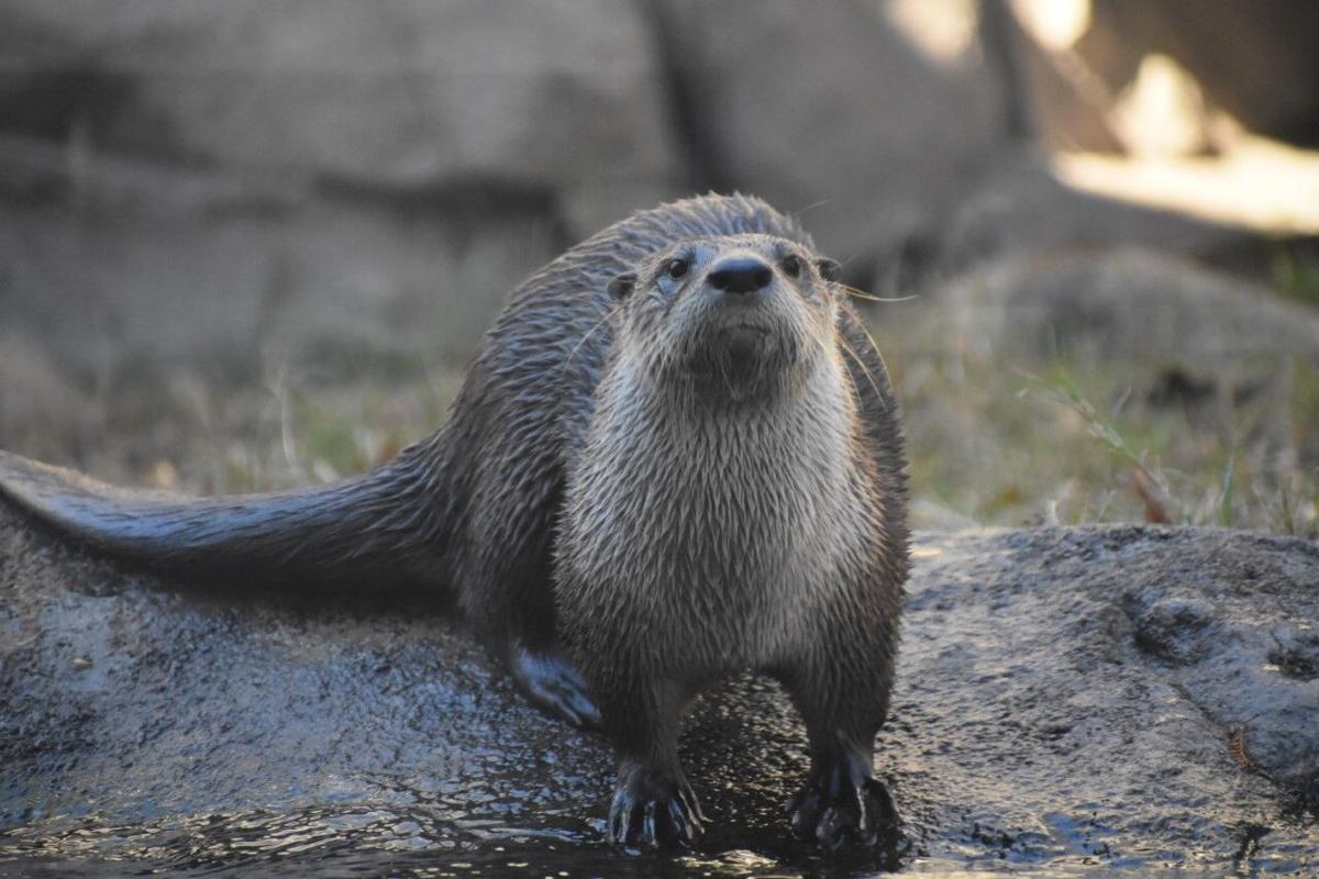 ECOVIEWS: Otters make field trips memorable | Features | postandcourier.com