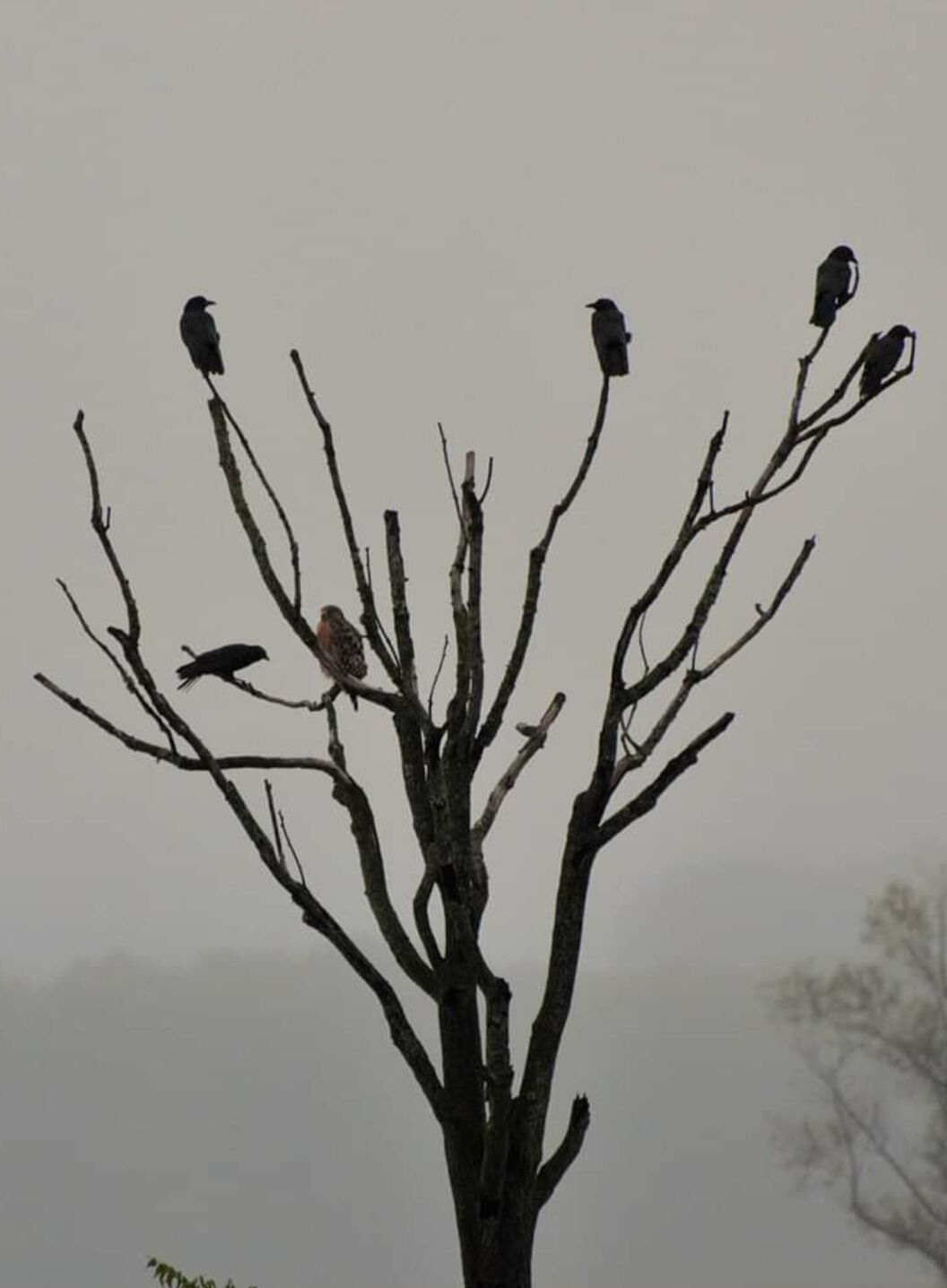 ECOVIEWS: Why do hawks let crows attack? | Features | postandcourier.com