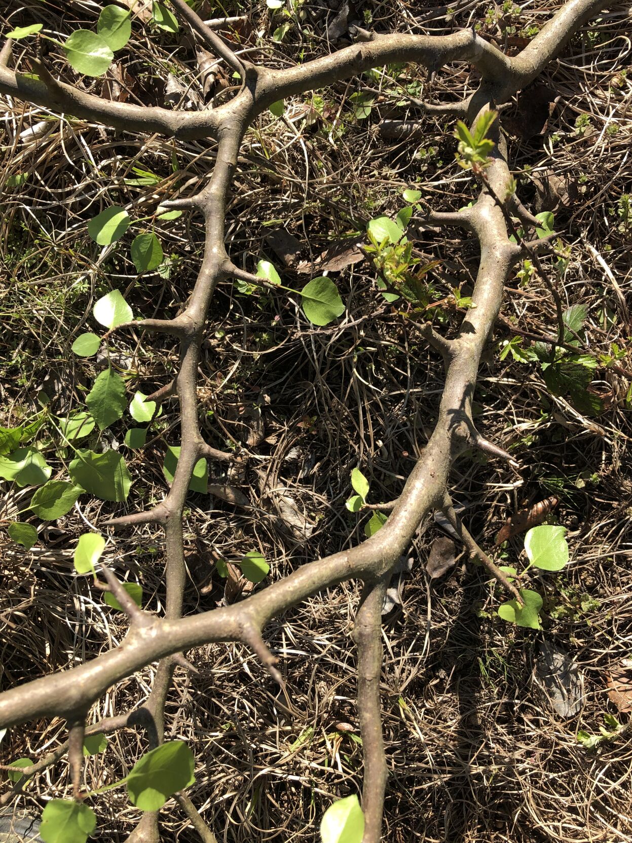 Commonplace Bradford pear trees now seen as an attractive menace