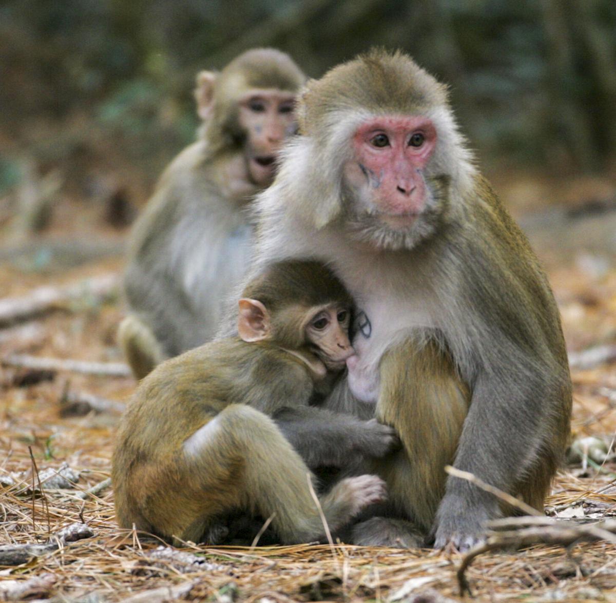 are two monkeys compatible