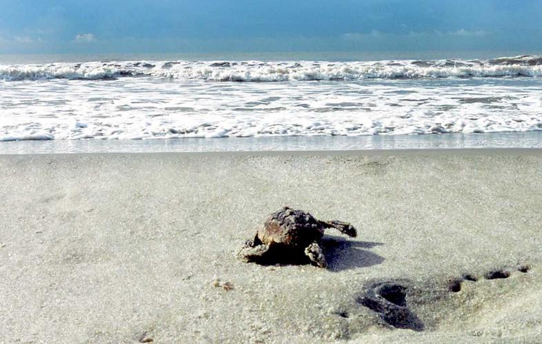 Another record nesting year for S.C. sea turtles
