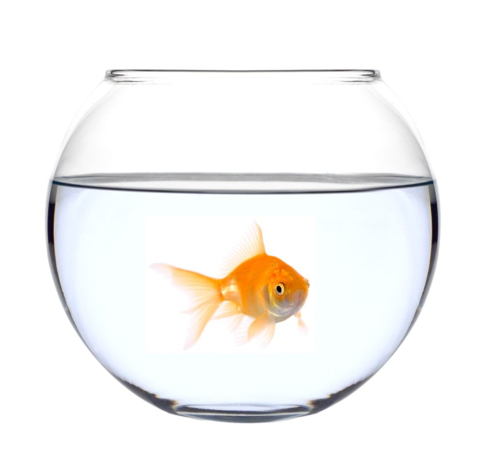 A guide to picking out the right pet for your family | Lowcountry ...